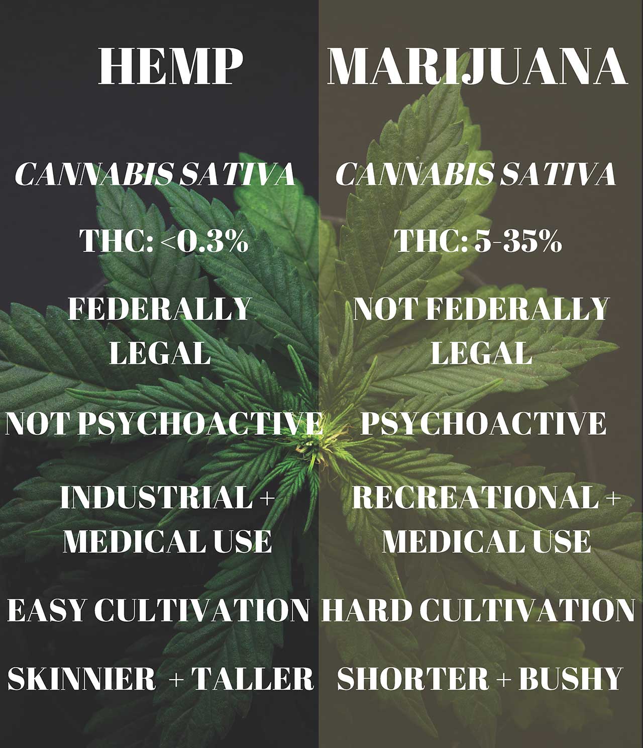 Hemp Vs Marijuana - Synergy Botanicals